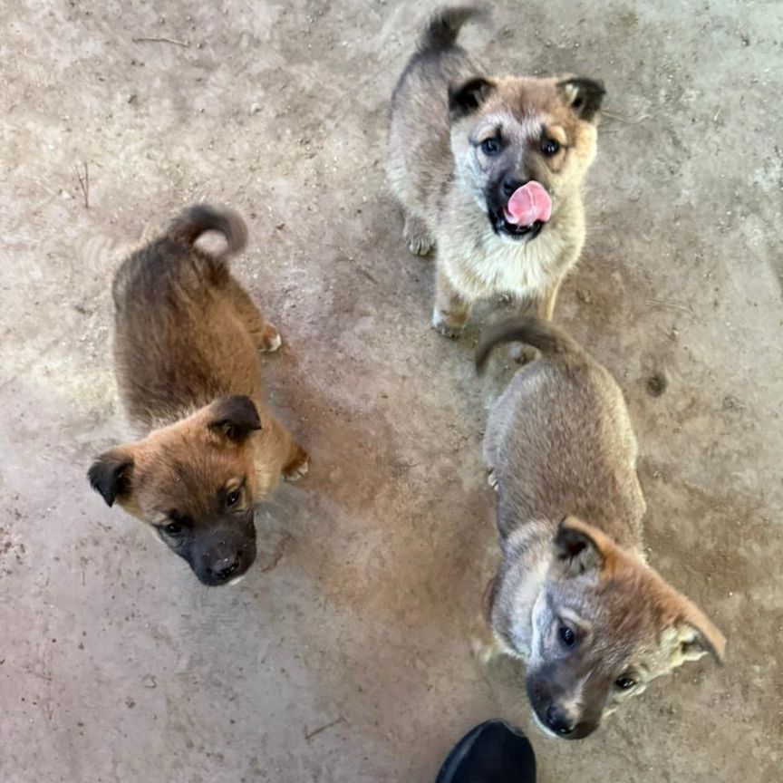 Щенок в добрые руки