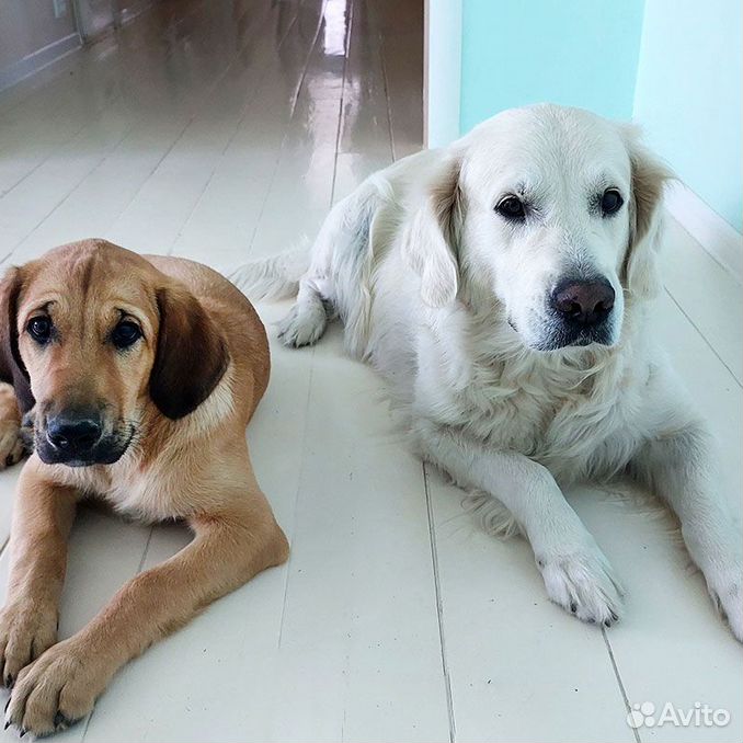 Отдам щенка от золотистого ретривера и лабрадора