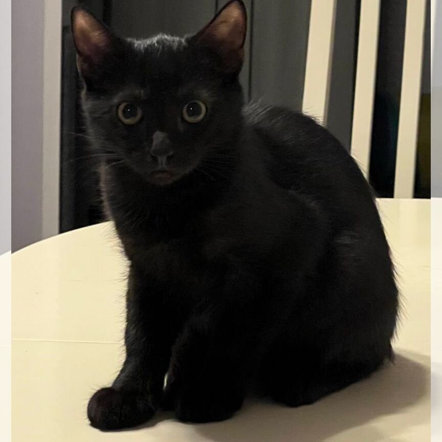 Котик в добрые руки