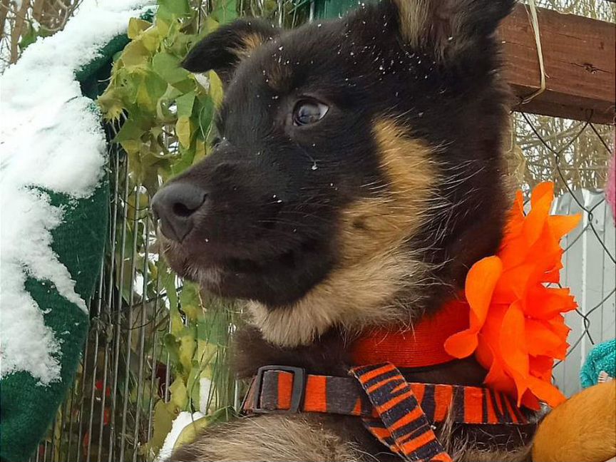 Малашка 3 мес в добрые руки