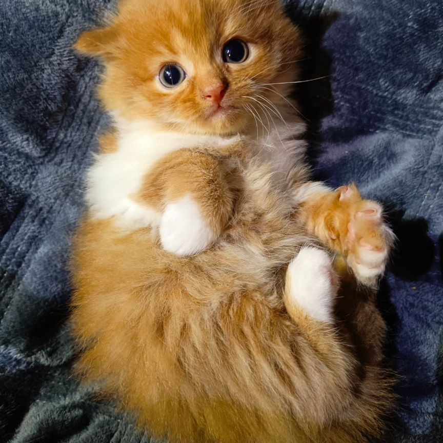 Котята в хорошие руки