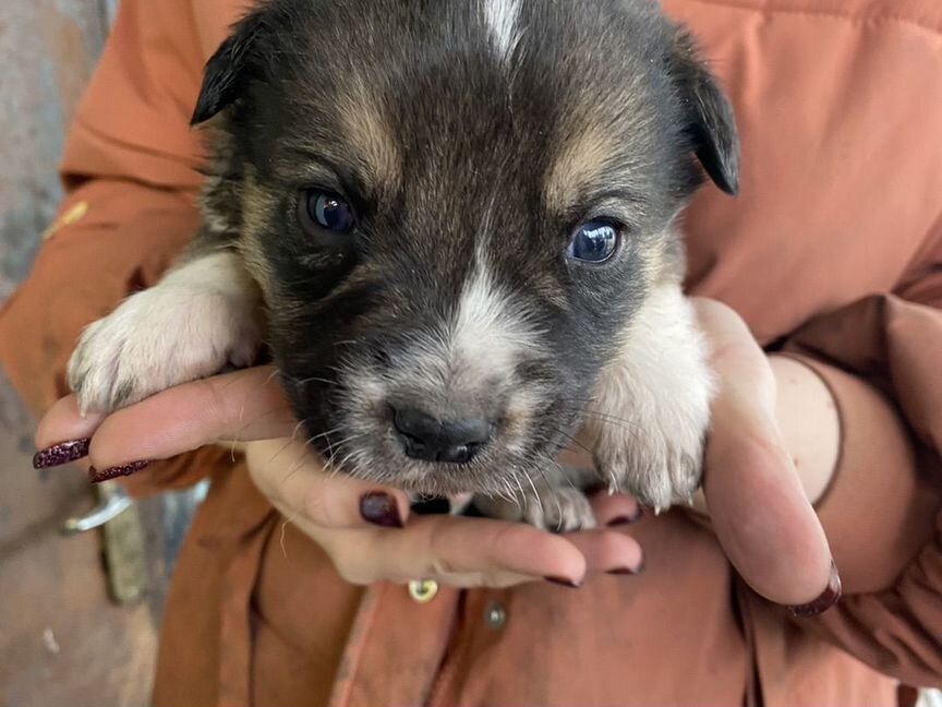 Щенки в добрые руки