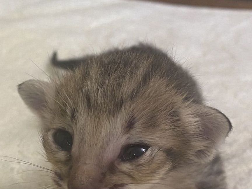 Ориентальные котята