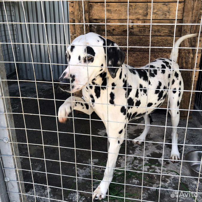 Далматинка