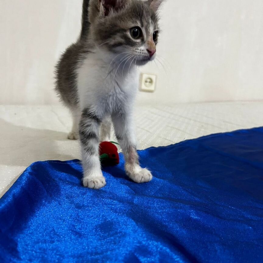 Котенок Плюшка