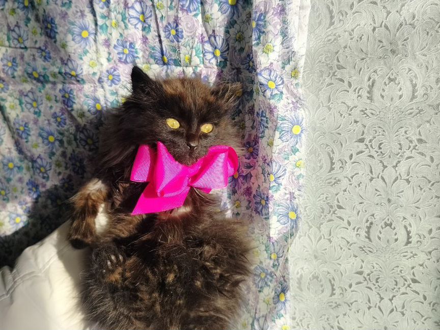 Малышка-мини-мишка