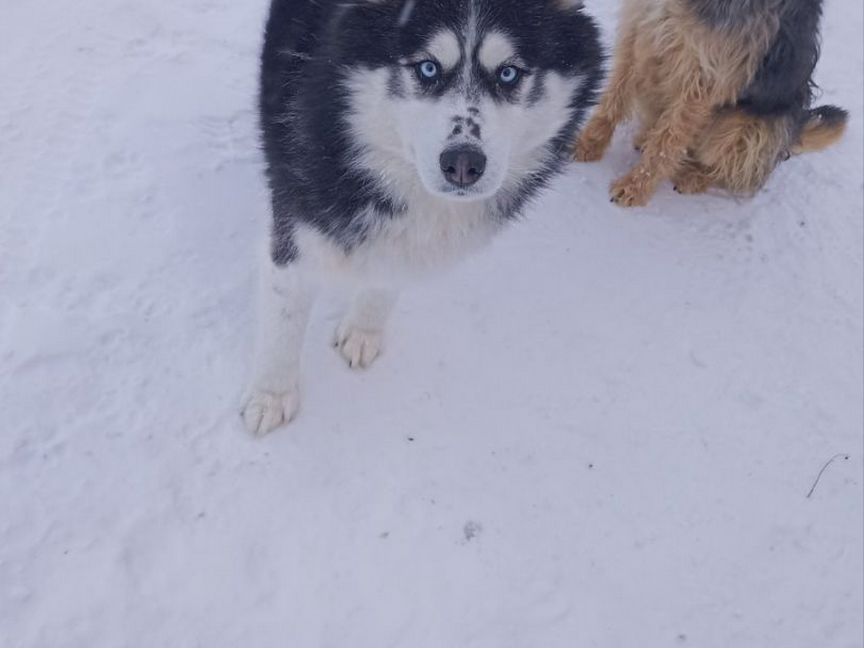 Собаки хаски
