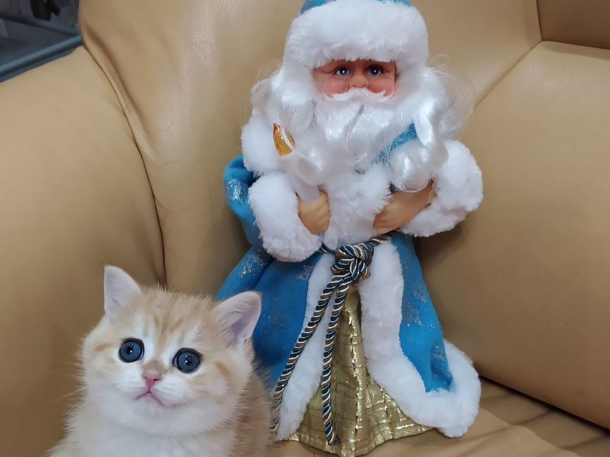 Британские котята золотая шиншилла Таисия