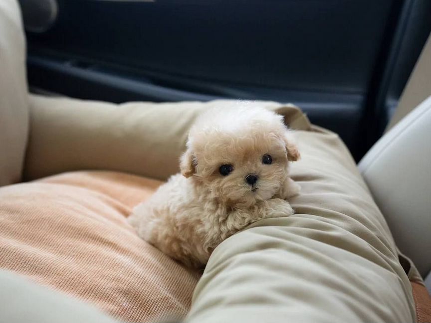 Мини щенок мальчик мальтипу из Кореи