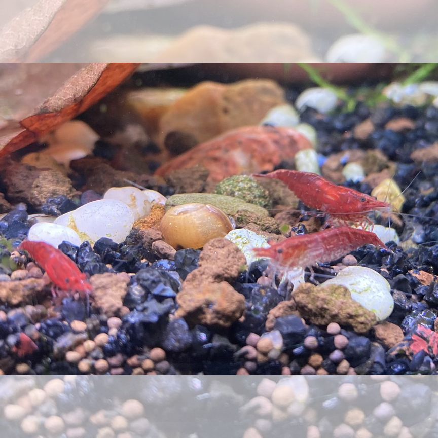 Креветки вишня