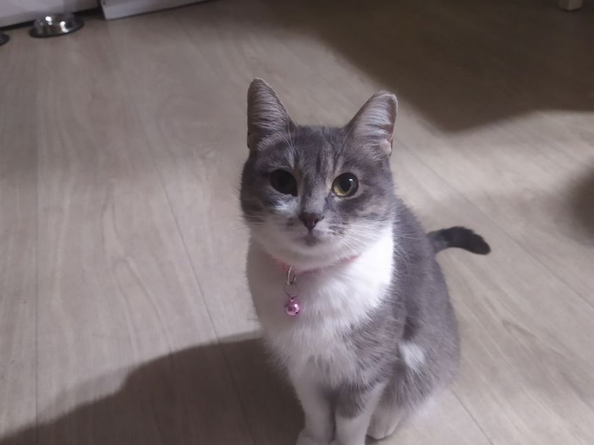 Кошка
