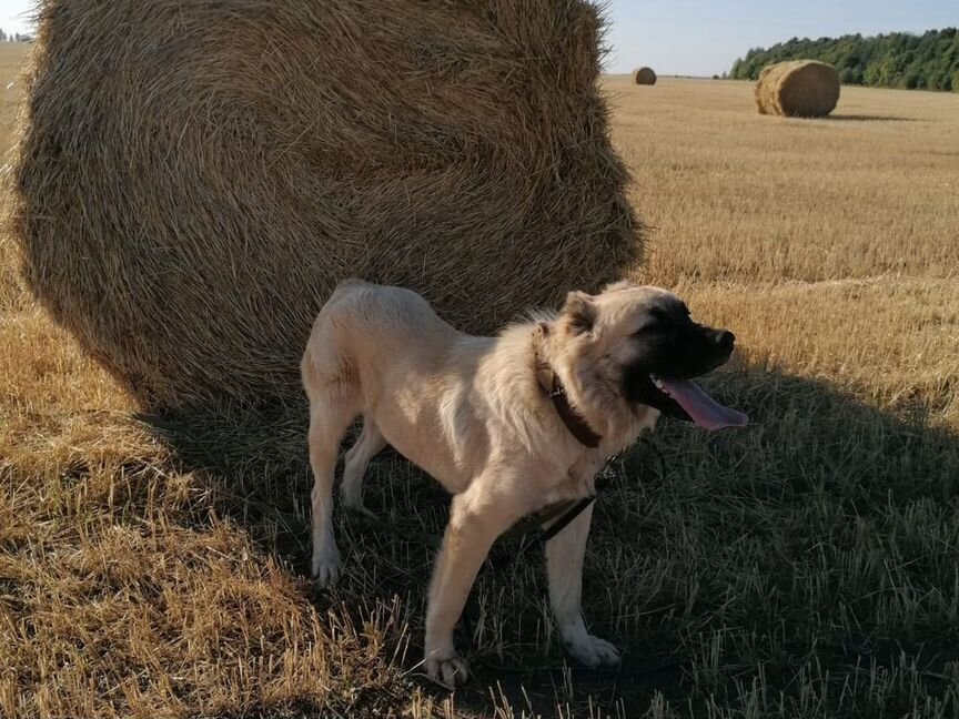 Амурчик породы среднеазиатский алабай