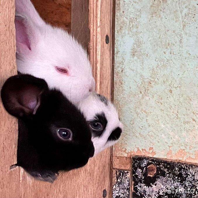 Калифорнийские кролики