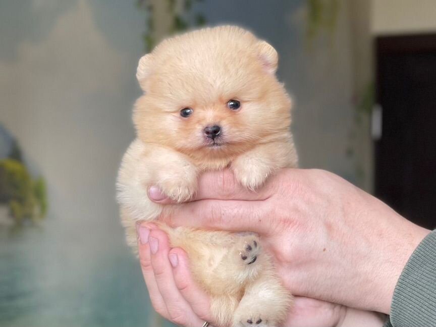 Померанский шпиц мальчик