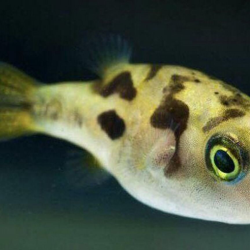 Тетраодон карликовый