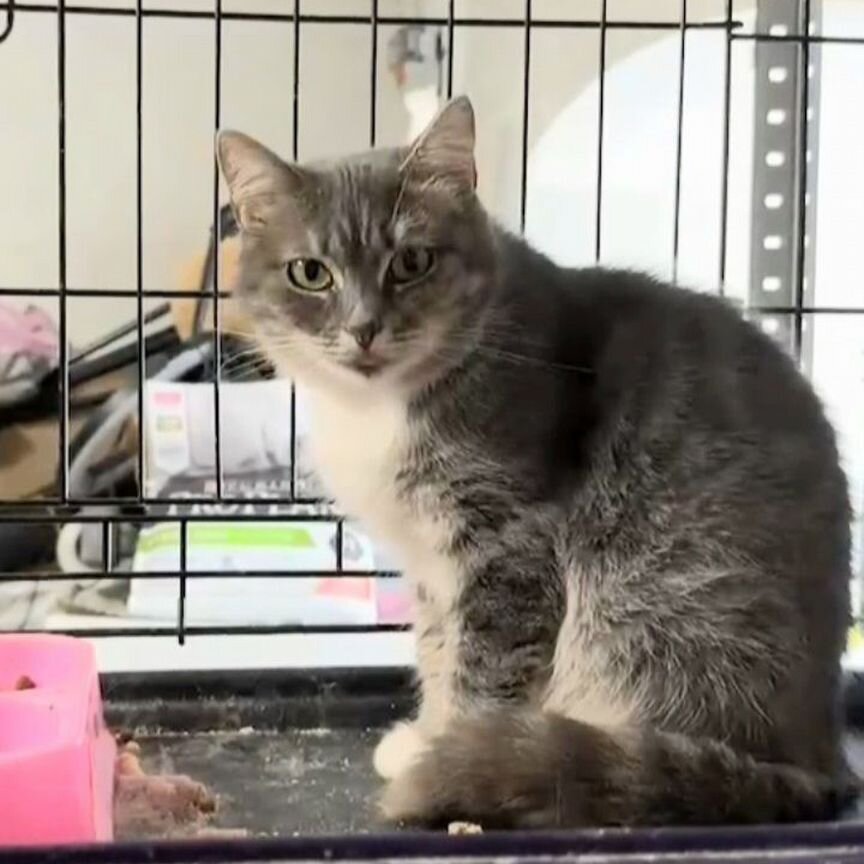 Стерильная Агата заботливым людям