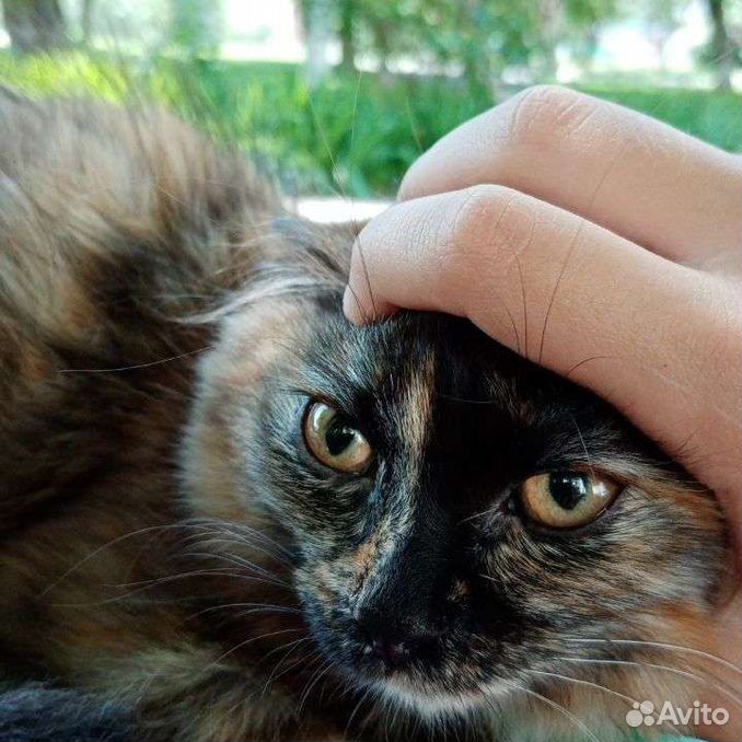 Нашли кошку, котёнок