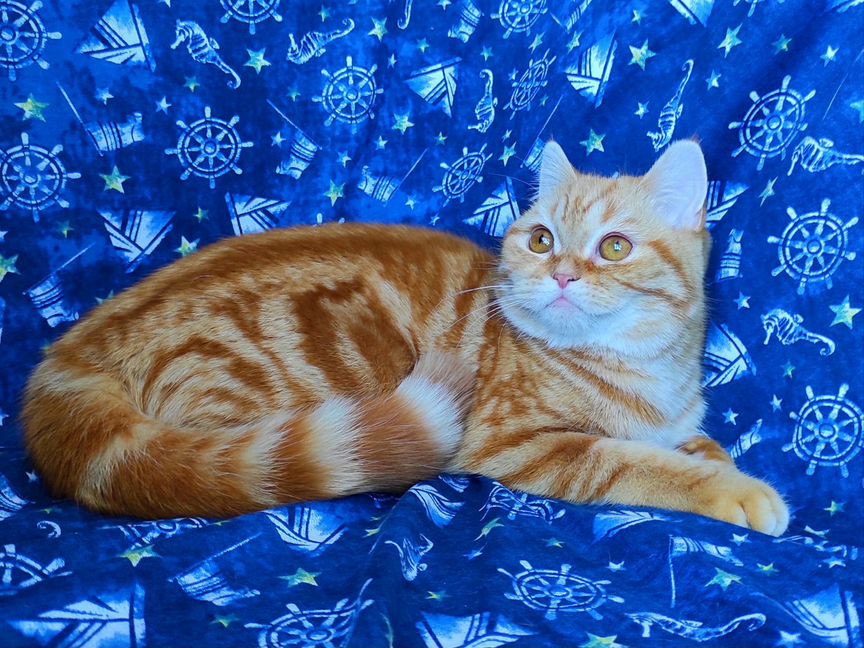 Рыжая кошечка - к деньгам