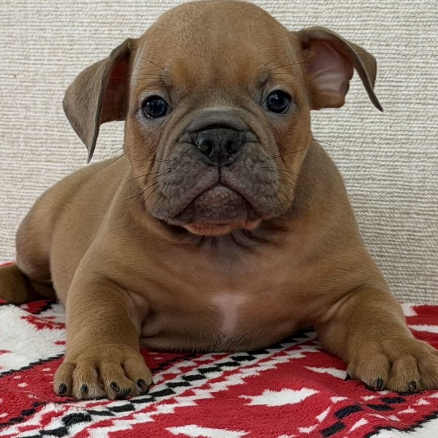 Английский бульдог, щенок