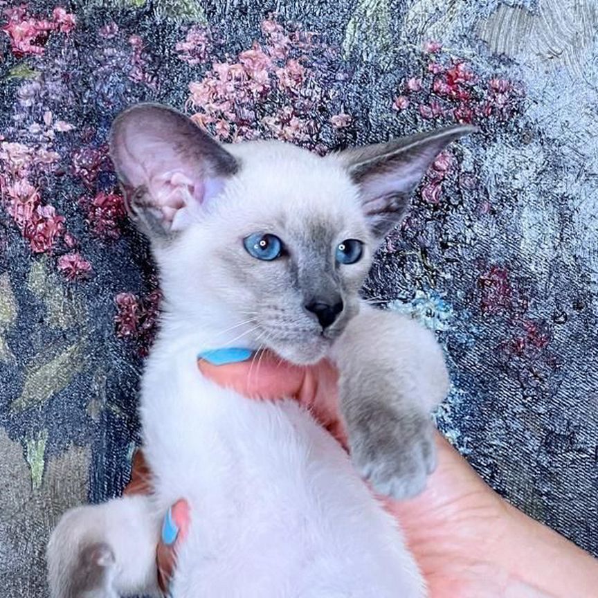 Ориентальные котята