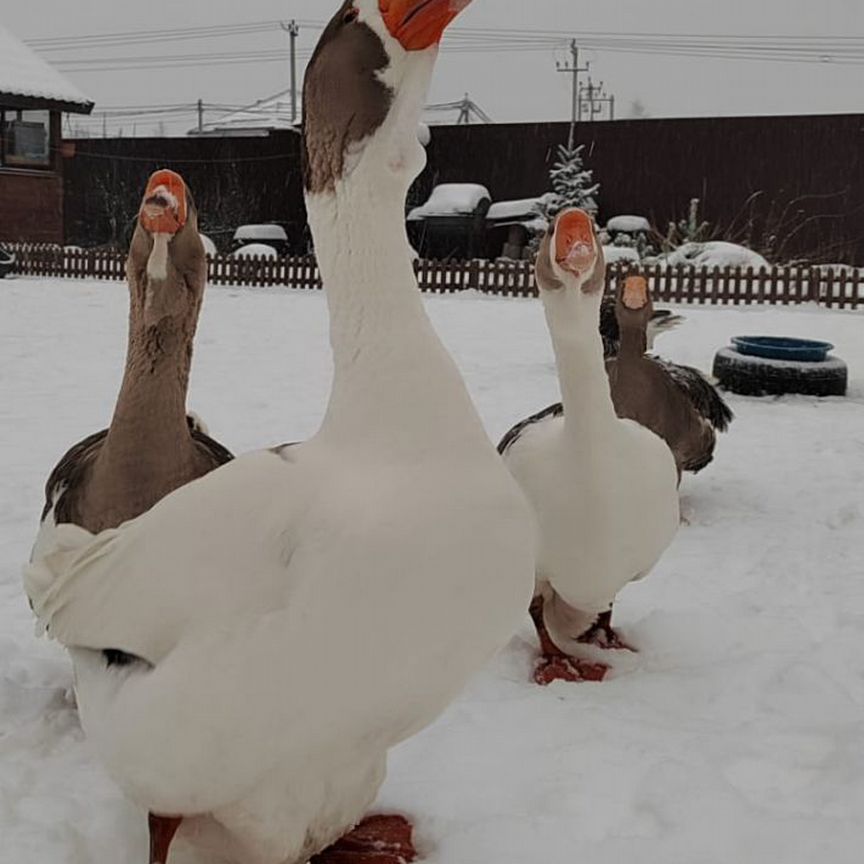 Холмогорские гуси пара(холмогор)