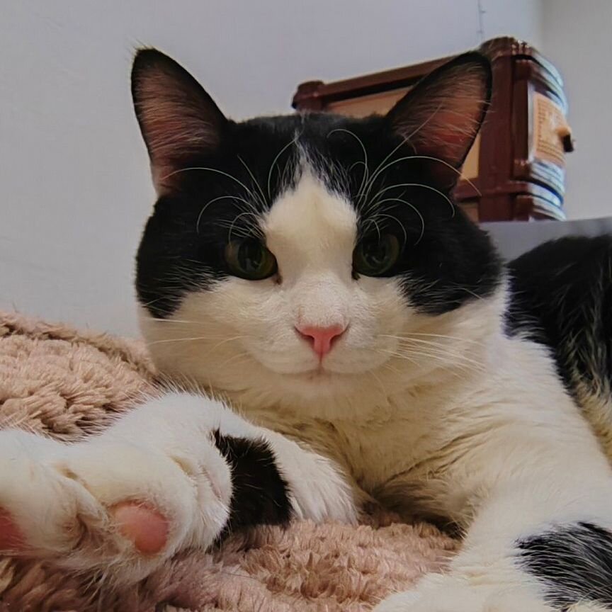 Взрослый кот в добрые руки