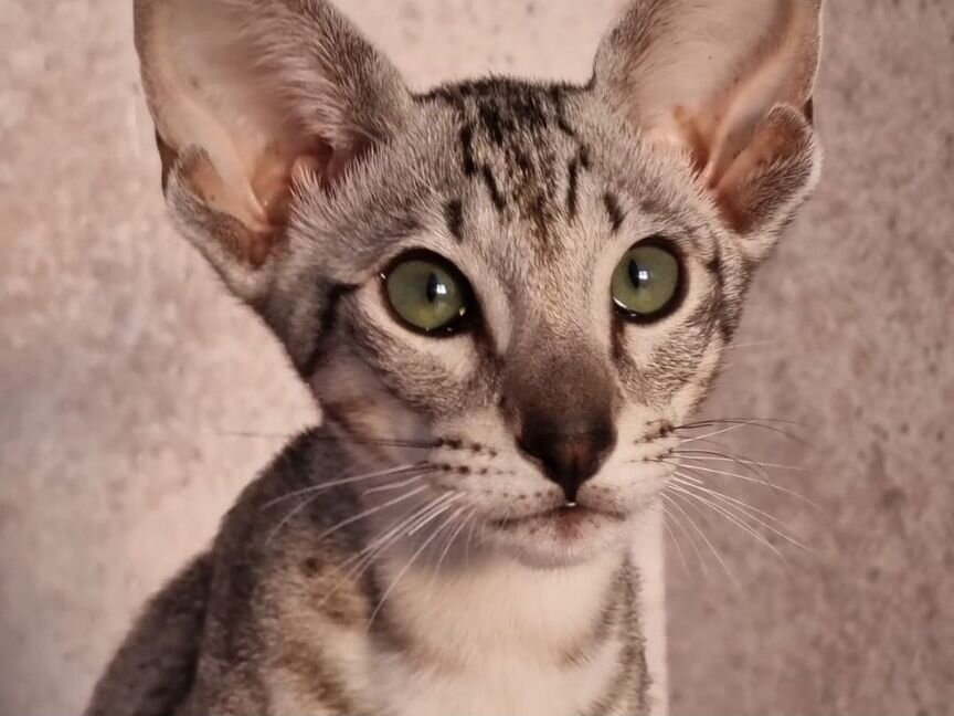 Ориентальные котята продажа