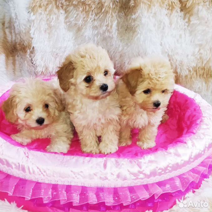 Неженки мальтипу