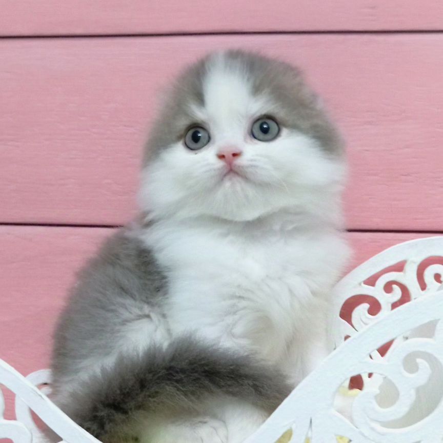 Шотландский котёнок