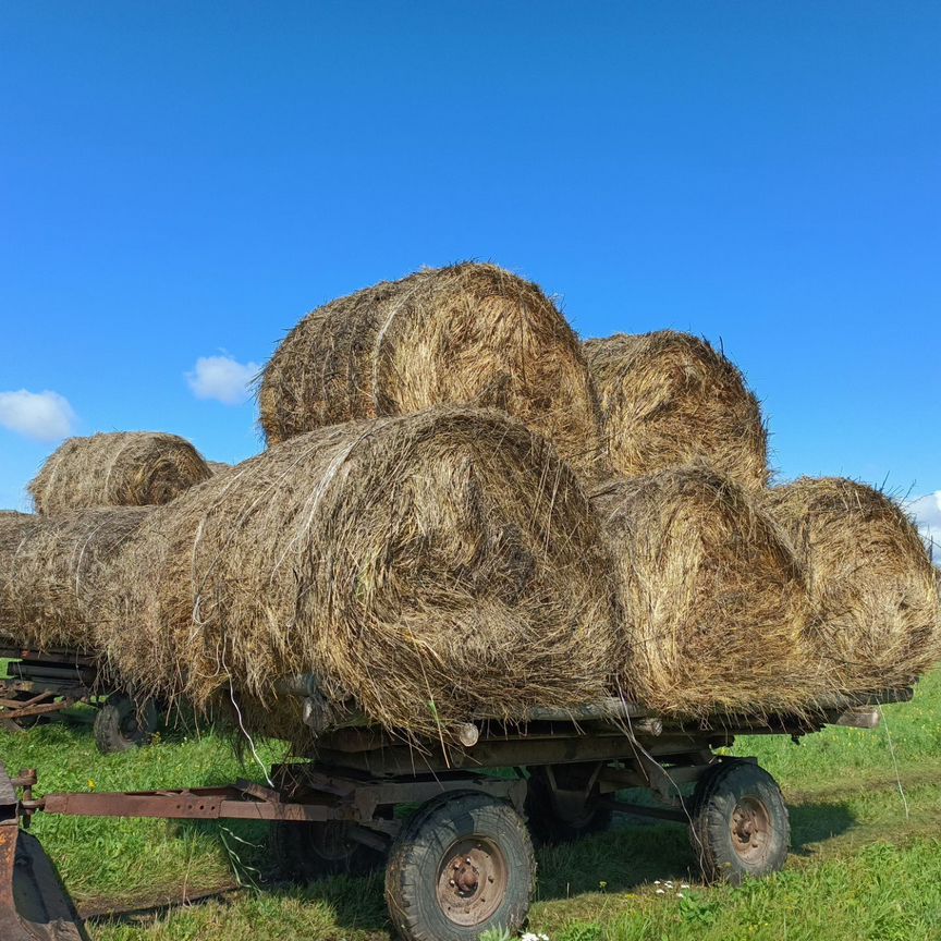 Продам сено в рулонах свежий укос