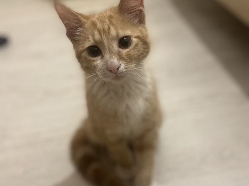Котенок мальчик бесплатно
