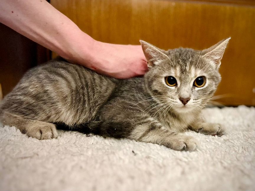 Котята в добрые руки даром