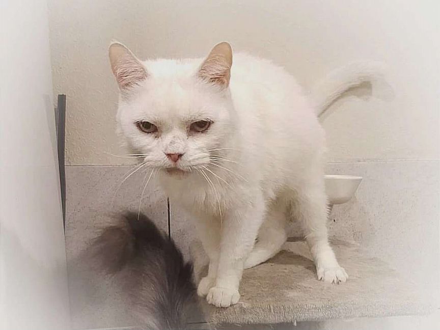 Котик в поисках Семьи