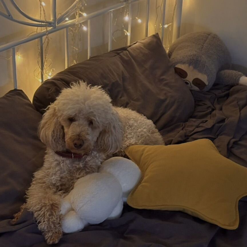 Карликовый пудель, взрослый пёс