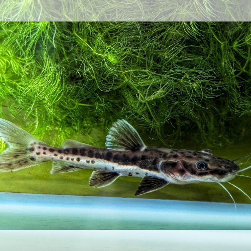 Гибрид платистома и фрактоцефал рыбка сом