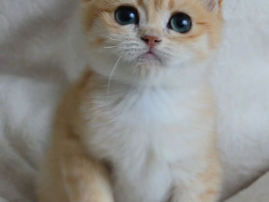 Золотой мальчик