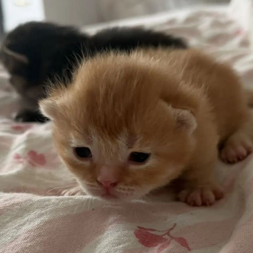 Манчкин котёнок