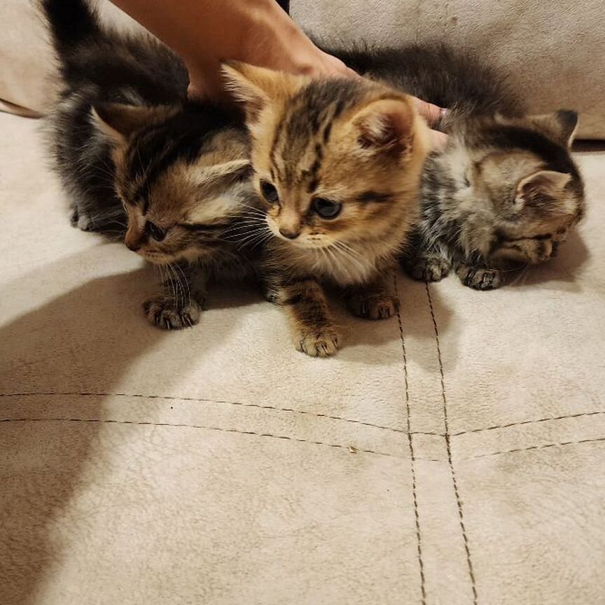 Продаю британских котят