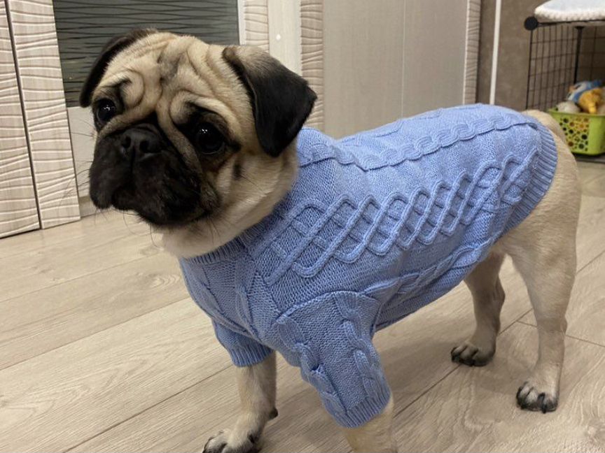 Новый свитер для собак, с этикеткой