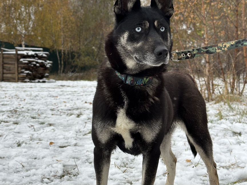 Лайка Нора в добрые руки