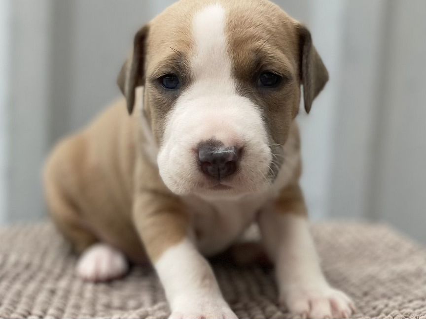 Американский стаффордширский терьер