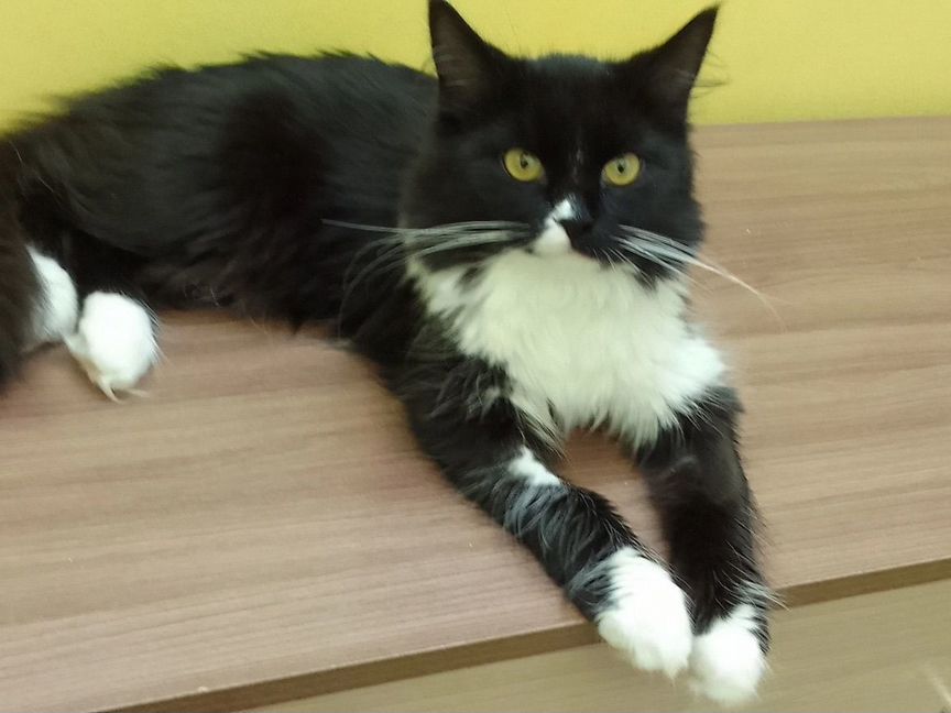 Кошка в добрые руки