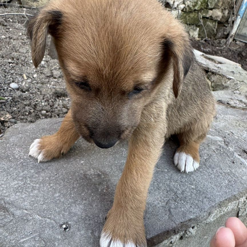 В добопые руки щенки