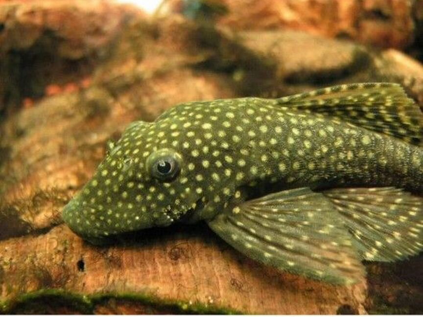 Продам сомиков анциструсов