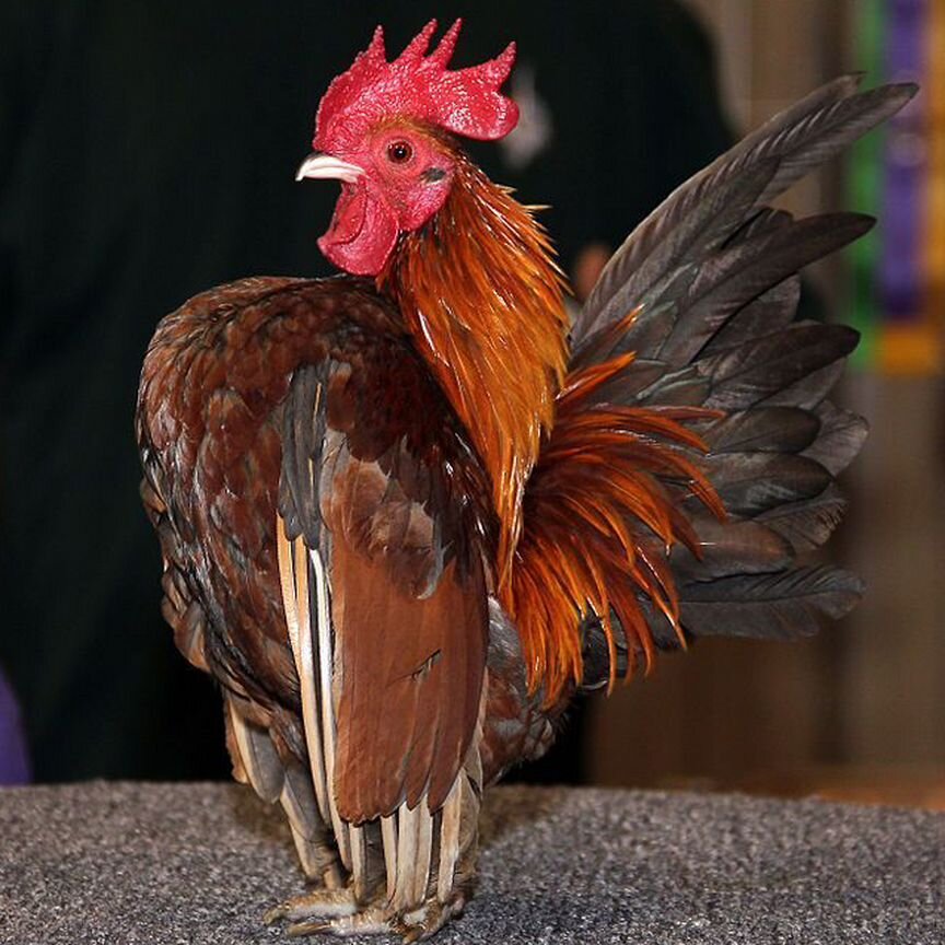 Петушок малазийская серама