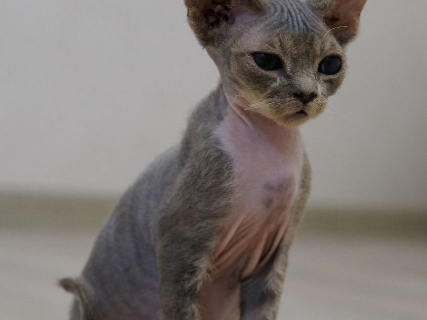 Милейший мальчик Девон-рекс