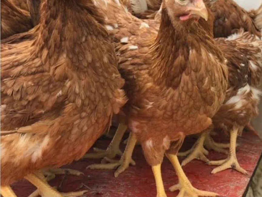 Куры несушки продам