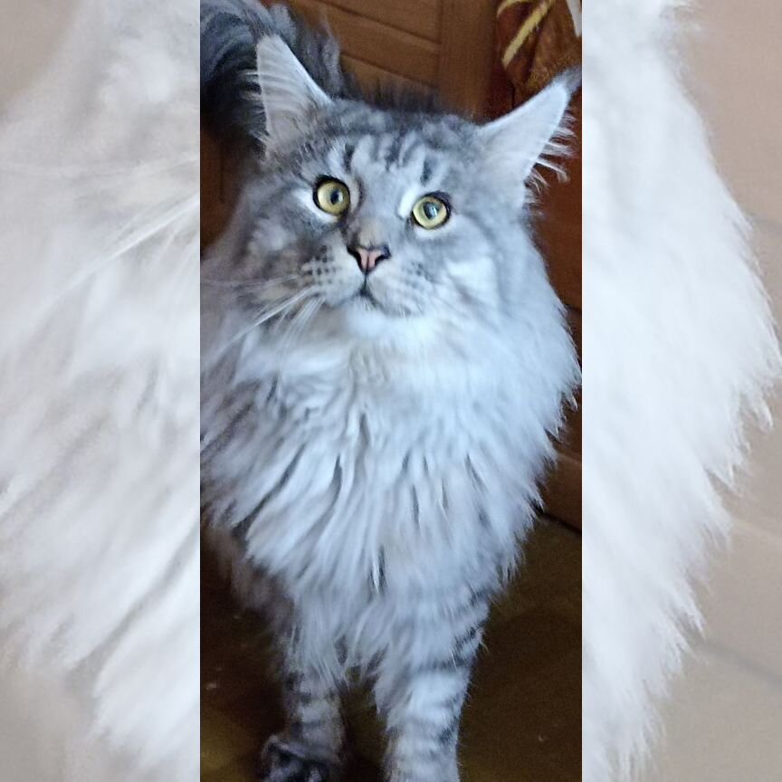 Мейн-кун, взрослый кот