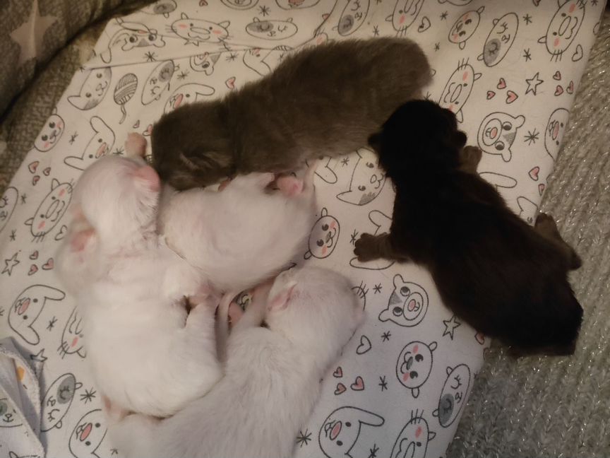 Котята в добрые руки