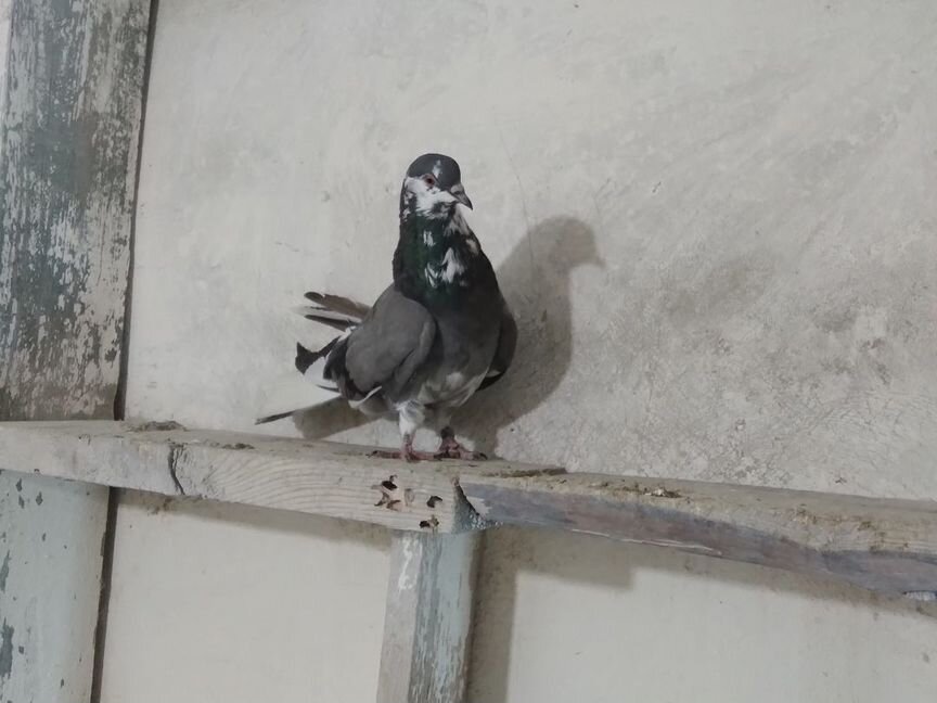 Серпастые голуби от